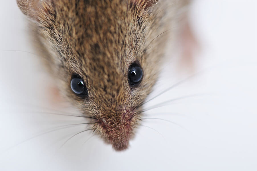 Mice Control and Removal Services in Central Scotland