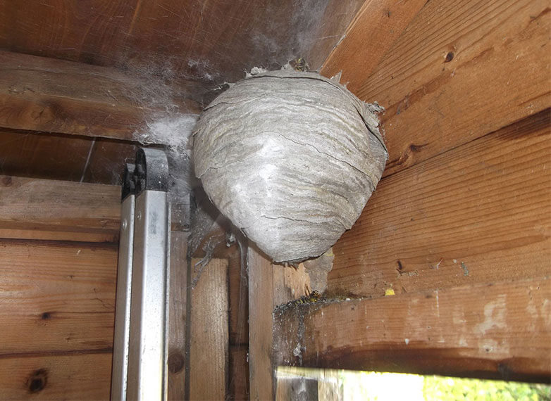 Professional Wasp Nest Removal in Central Scotland