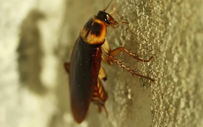 Cockroach Control and Eradication Services in Central Scotland